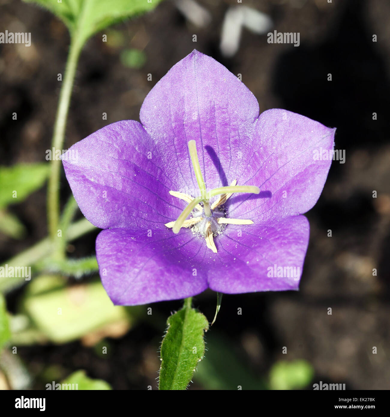 Harebell plant hi-res stock photography and images - Alamy
