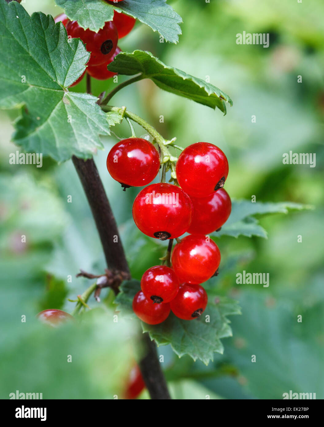 Leaf of the currant bush hi-res stock photography and images - Alamy