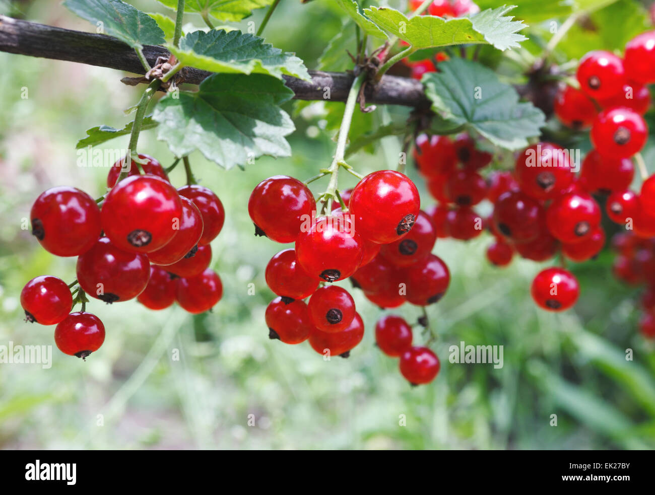 Close up red currant hi-res stock photography and images - Alamy