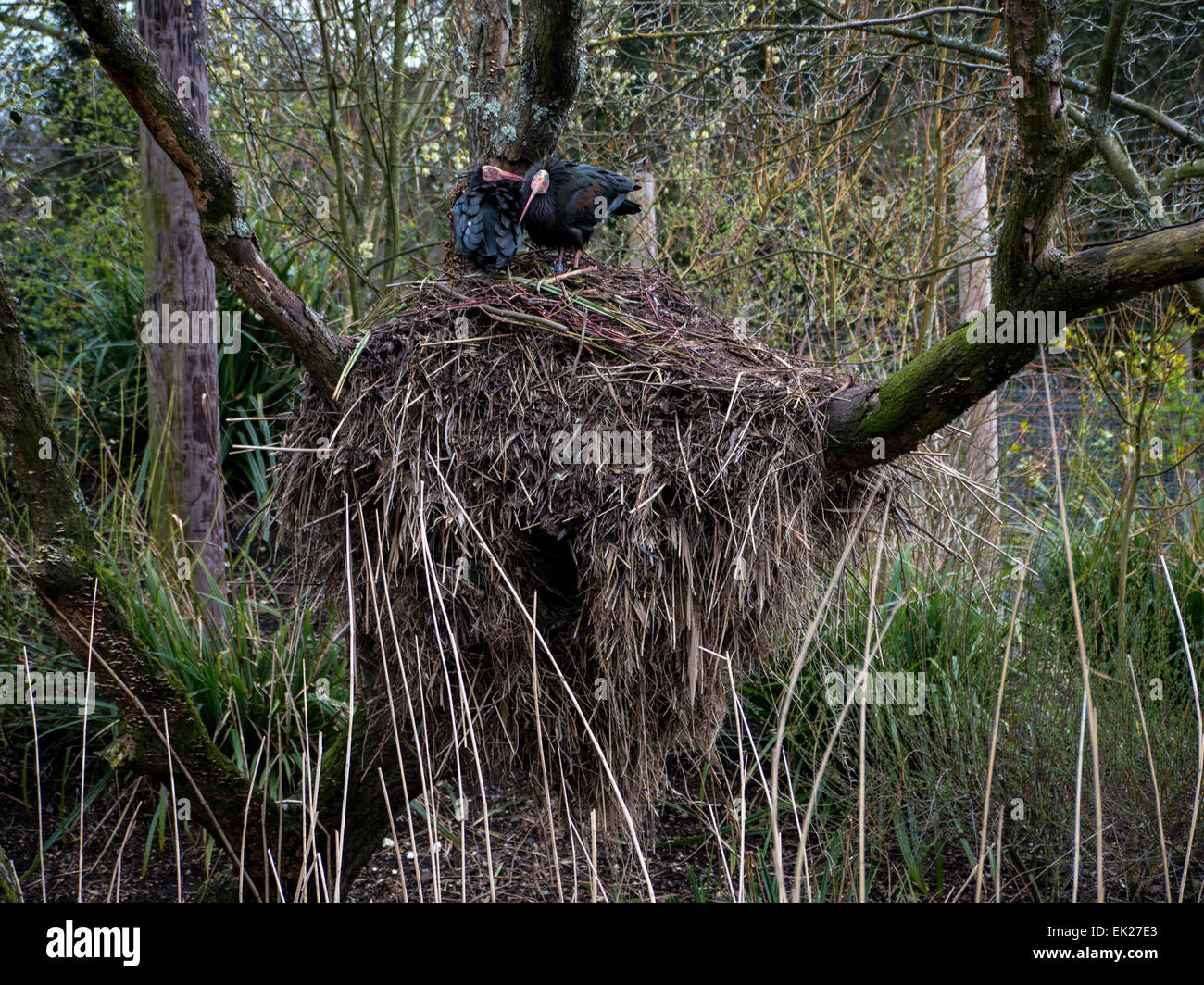 Hamerkop nest hi-res stock photography and images - Alamy