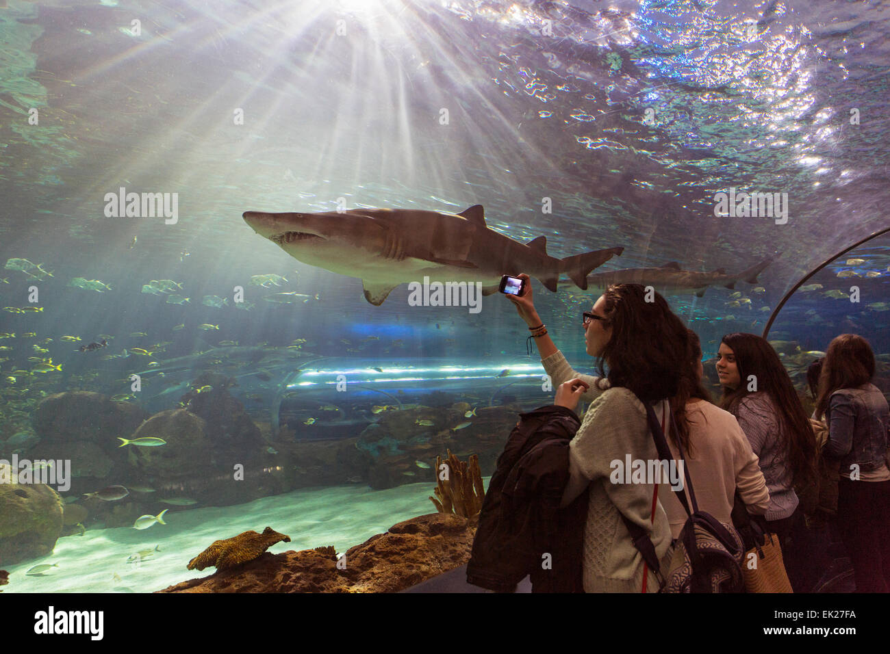 Canada,Ontario,Toronto,Ripley's Aquarium of Canada Stock Photo - Alamy