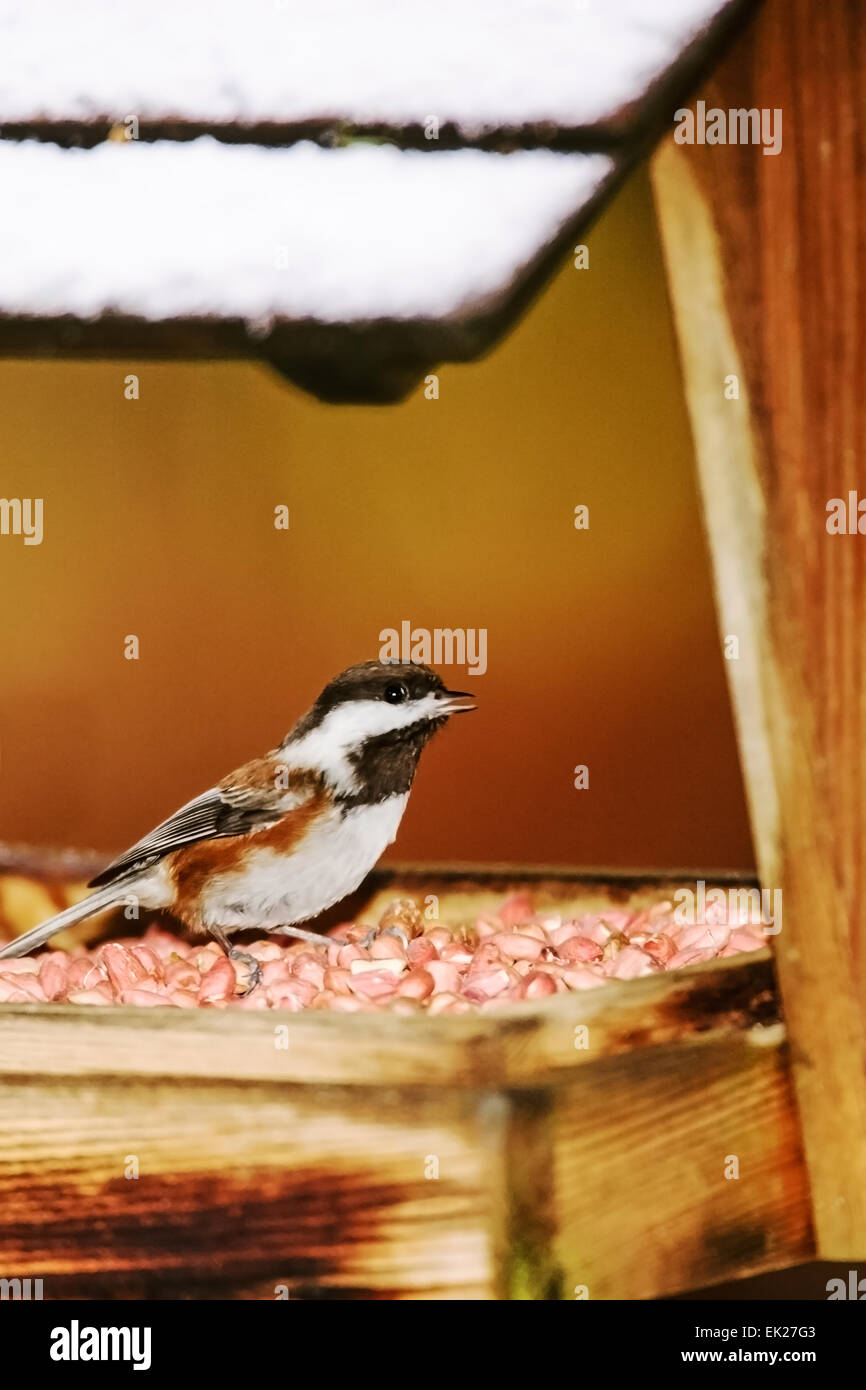 Chestnut-backed Chickadee (Poecile rufescens) eating peanuts from a ...
