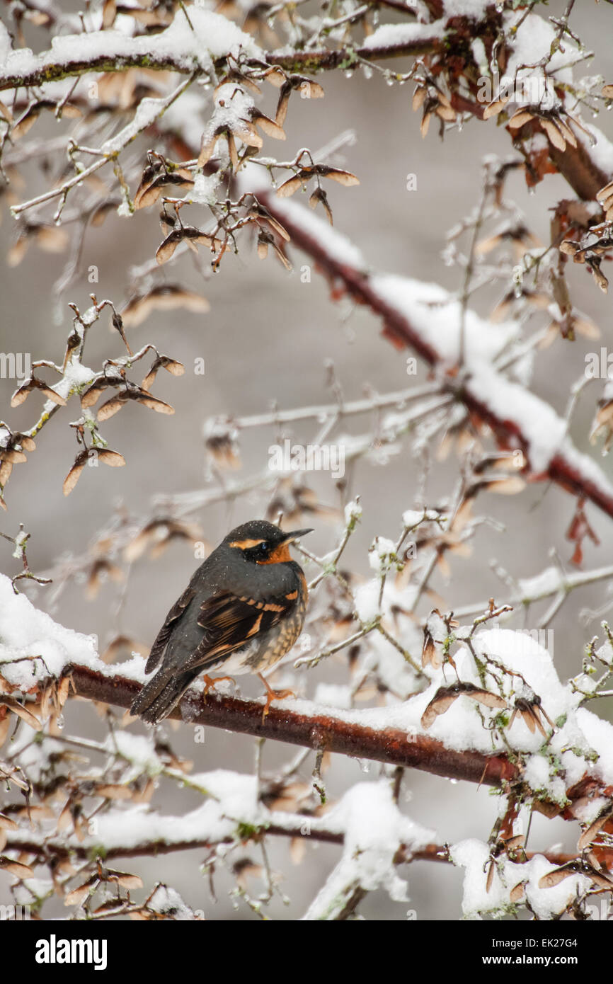 Western washington usa united states bird birds thrush male hi-res ...