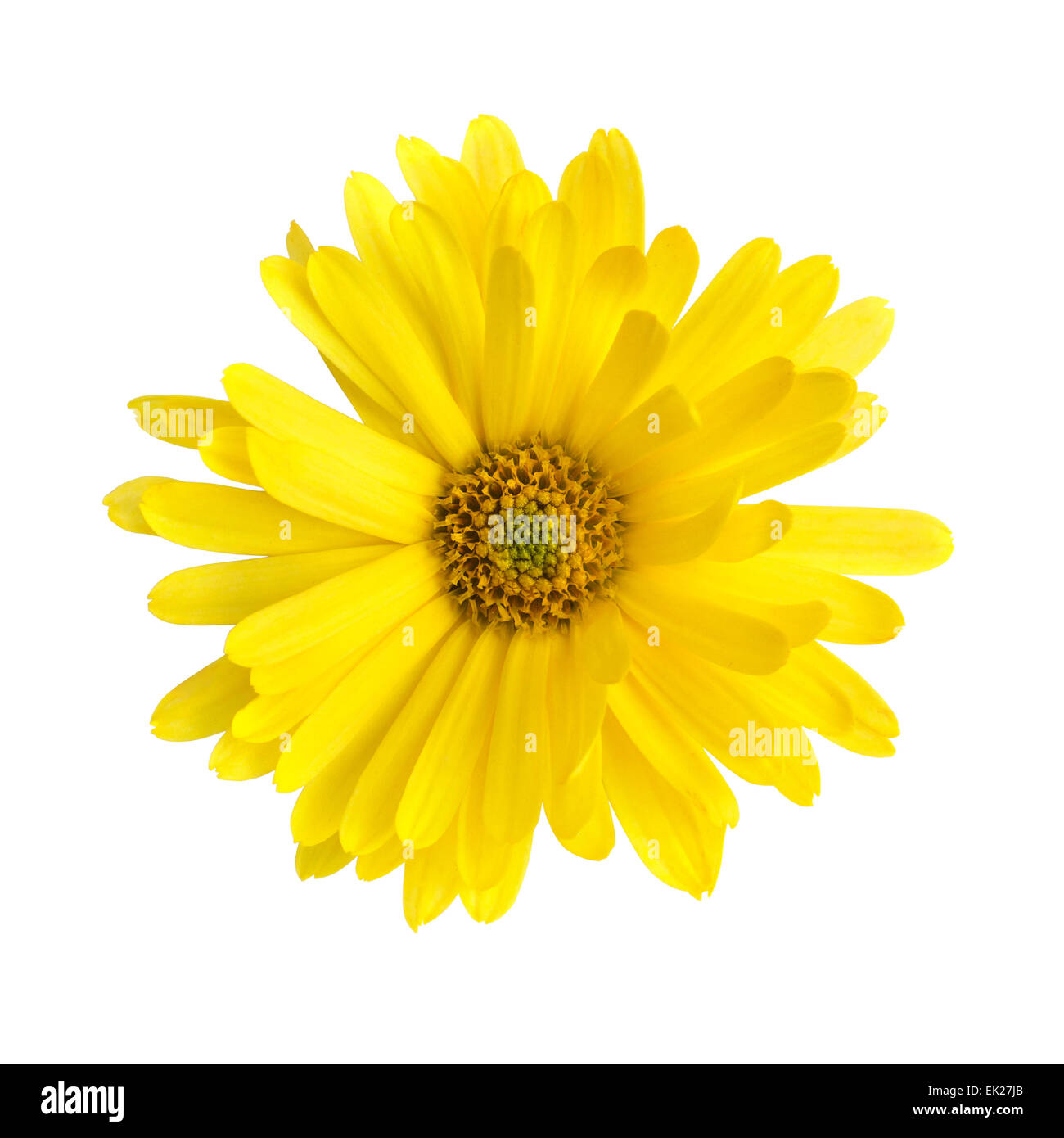 Calendula flower close up white hi-res stock photography and images - Alamy