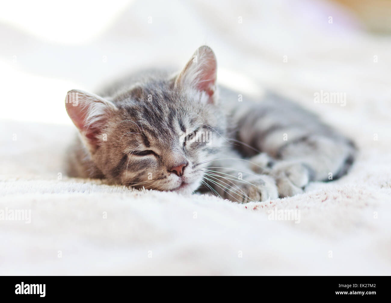 Domestic pets hi-res stock photography and images - Alamy
