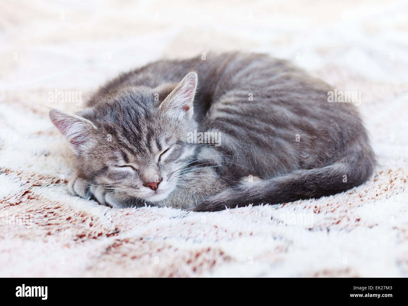 Domestic pets hi-res stock photography and images - Alamy