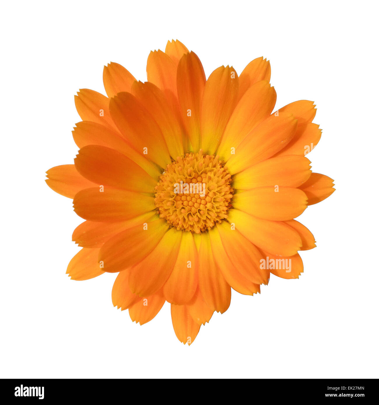 Flower of calendula Stock Photo - Alamy