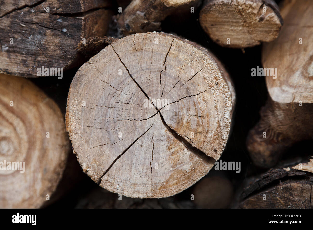 tree trunk texture Stock Photo - Alamy