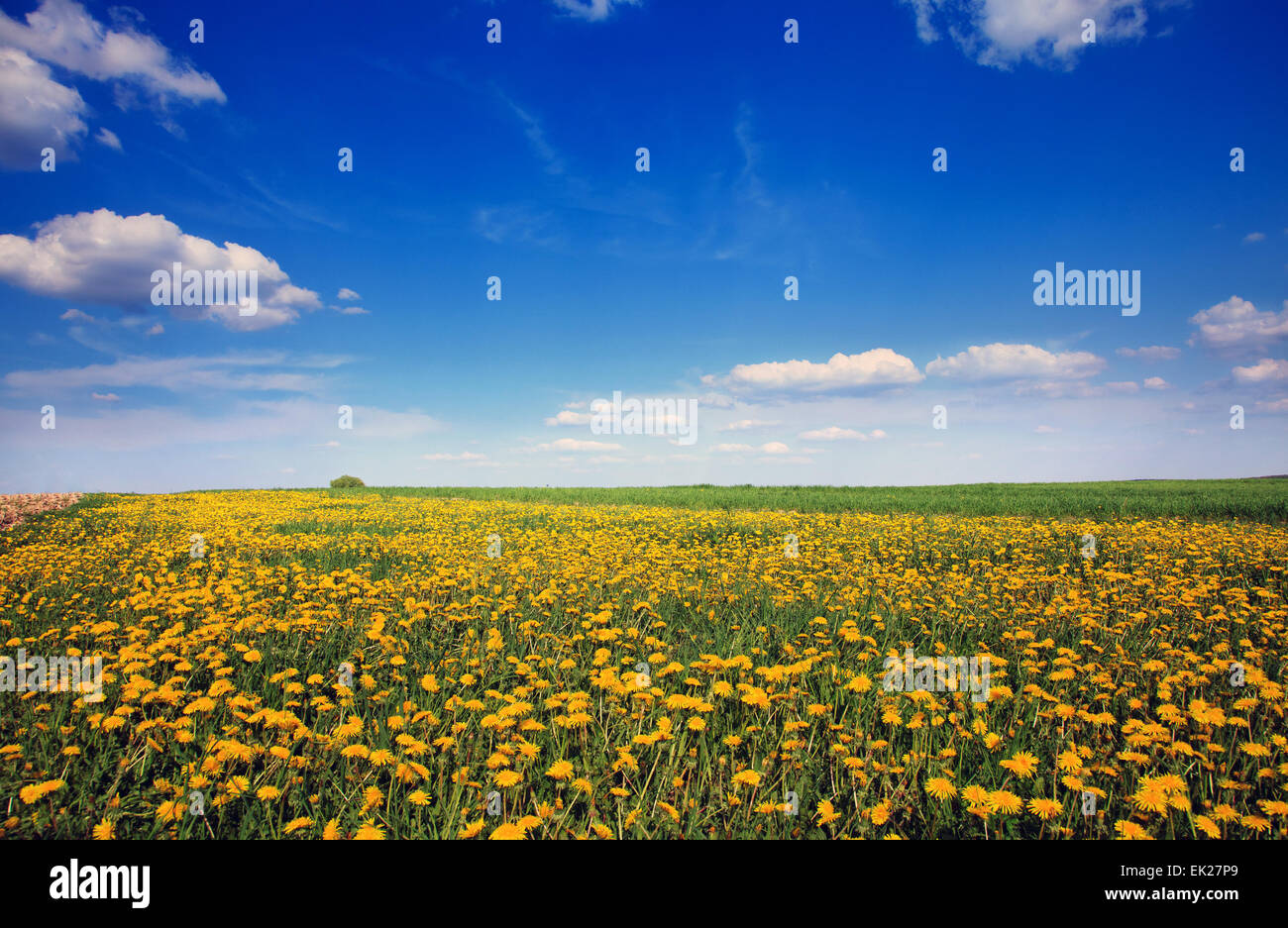 Beautiful landscape field forest hi-res stock photography and images ...
