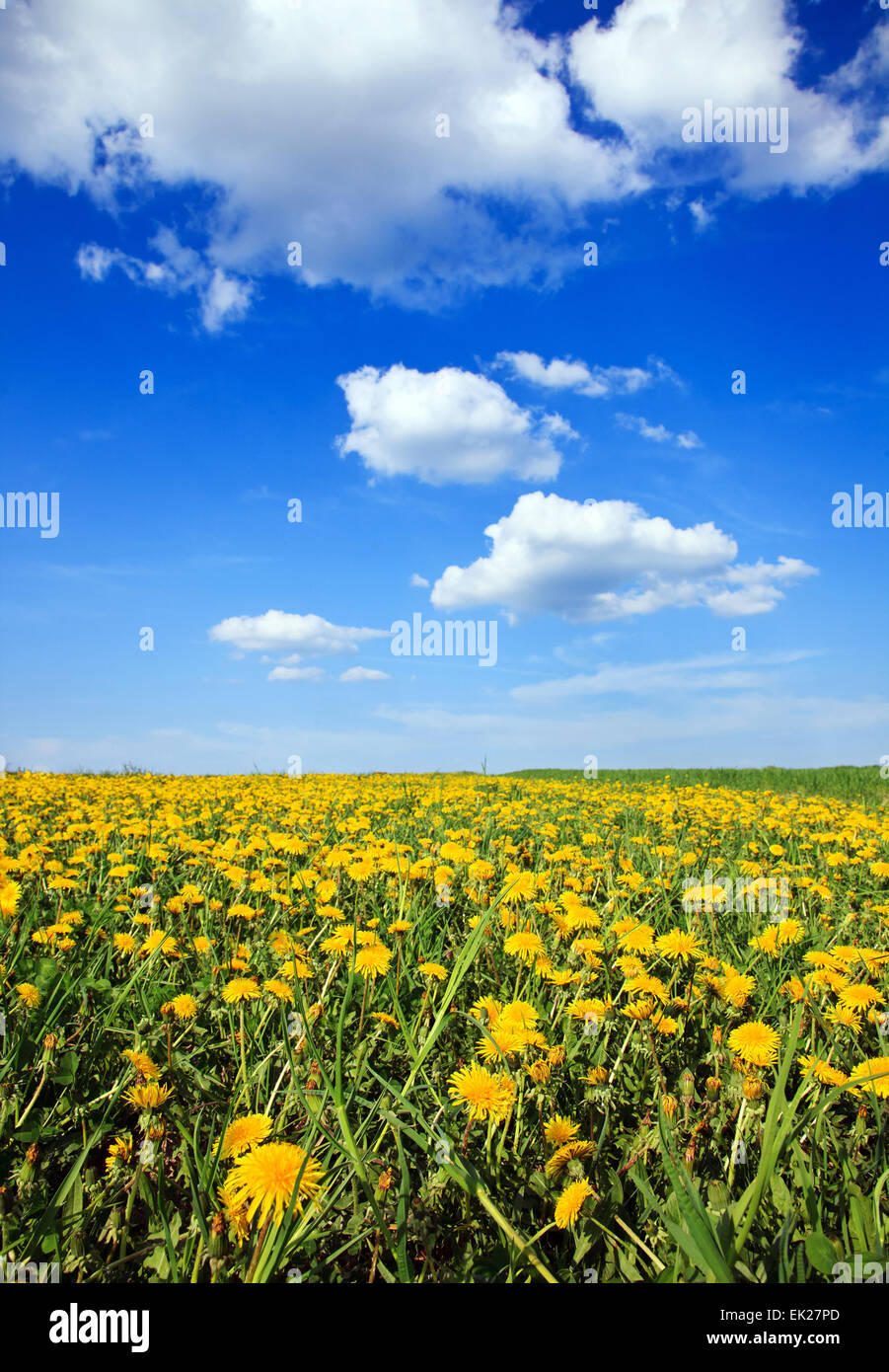 Beautiful sky over field forest hi-res stock photography and images - Alamy