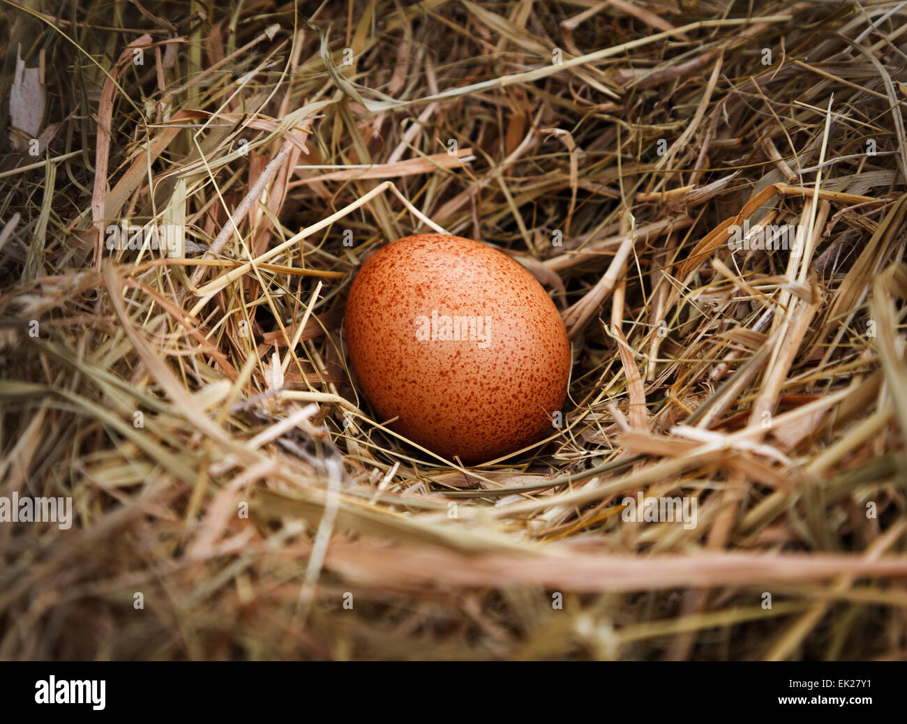 Animals nest hi-res stock photography and images - Alamy
