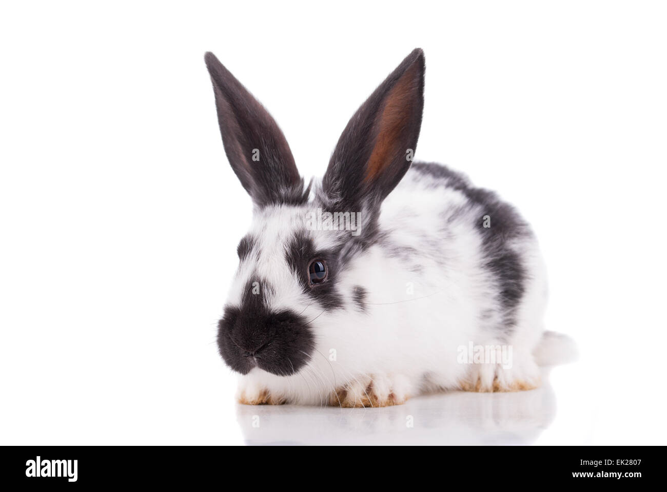 White rabbit on a white background Stock Photo - Alamy