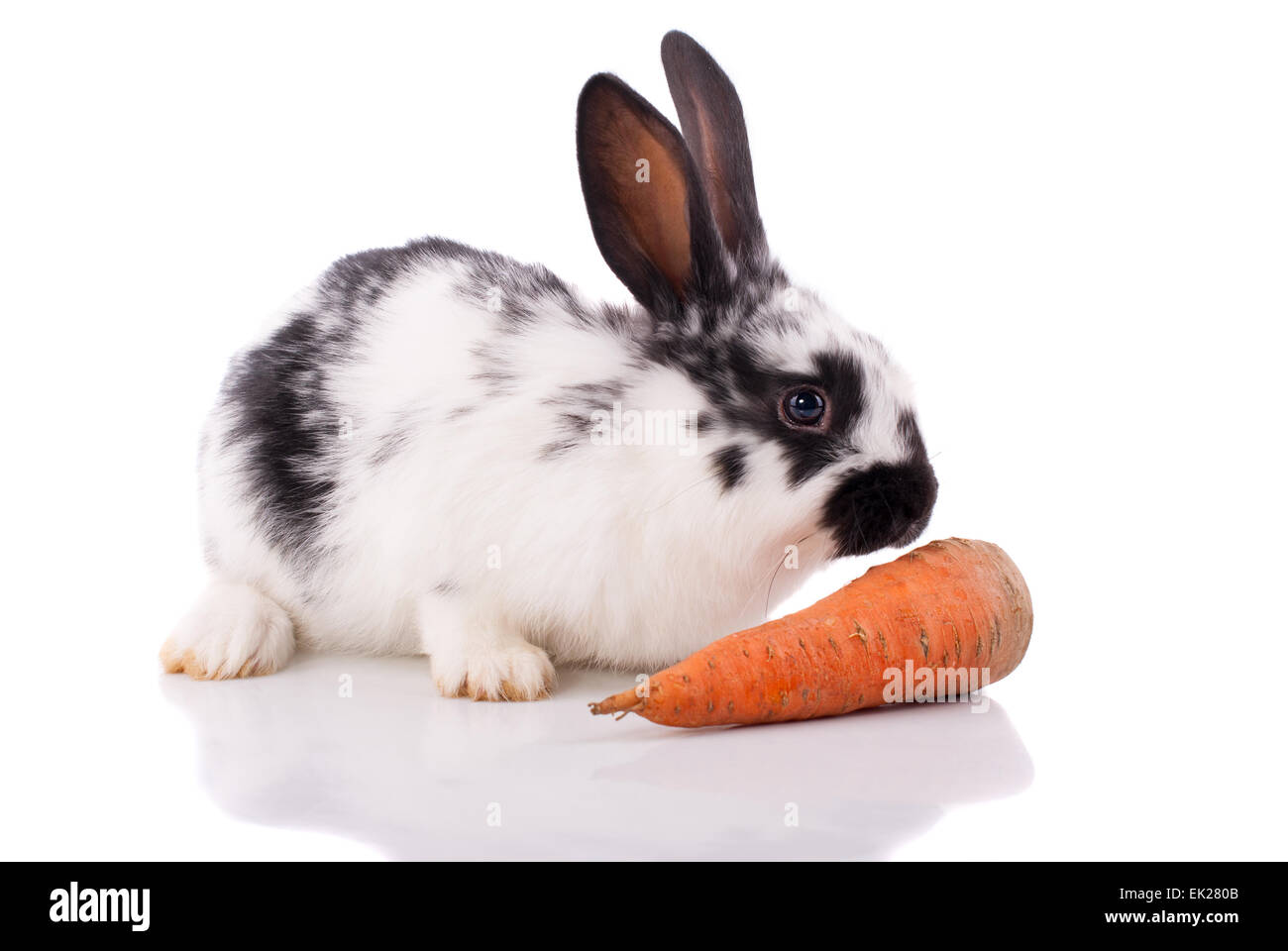 White rabbit with carrot on a white background Stock Photo - Alamy