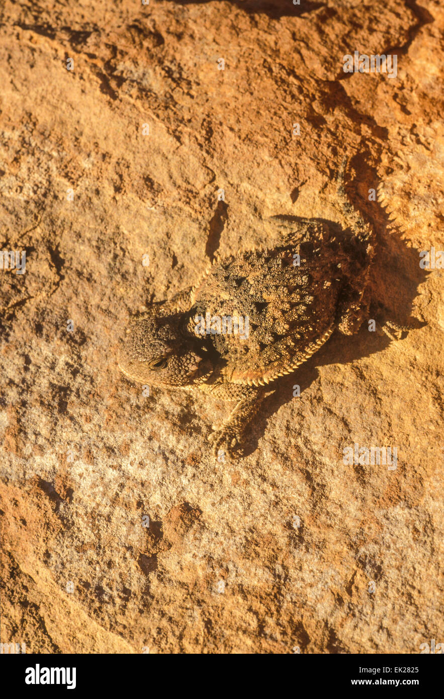 Arizona horned toad hi-res stock photography and images - Alamy