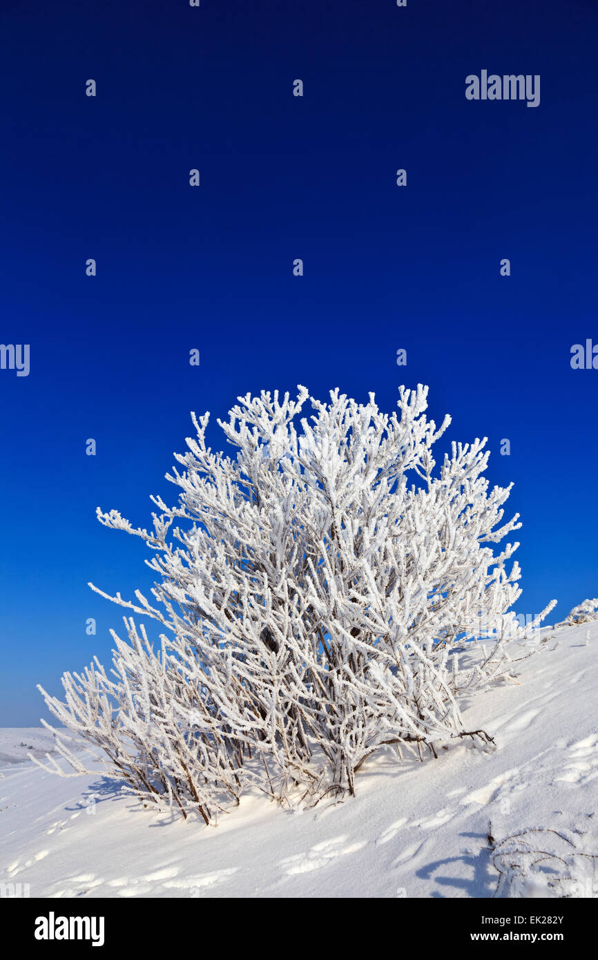 Tree and frost hi-res stock photography and images - Alamy