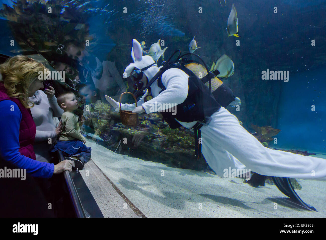 Budapest. 5th Apr, 2015. A scuba diver dressed as a bunny searches for ...