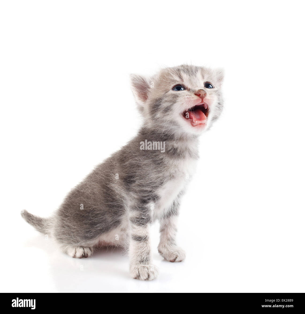 Gray kitten crying Stock Photo - Alamy