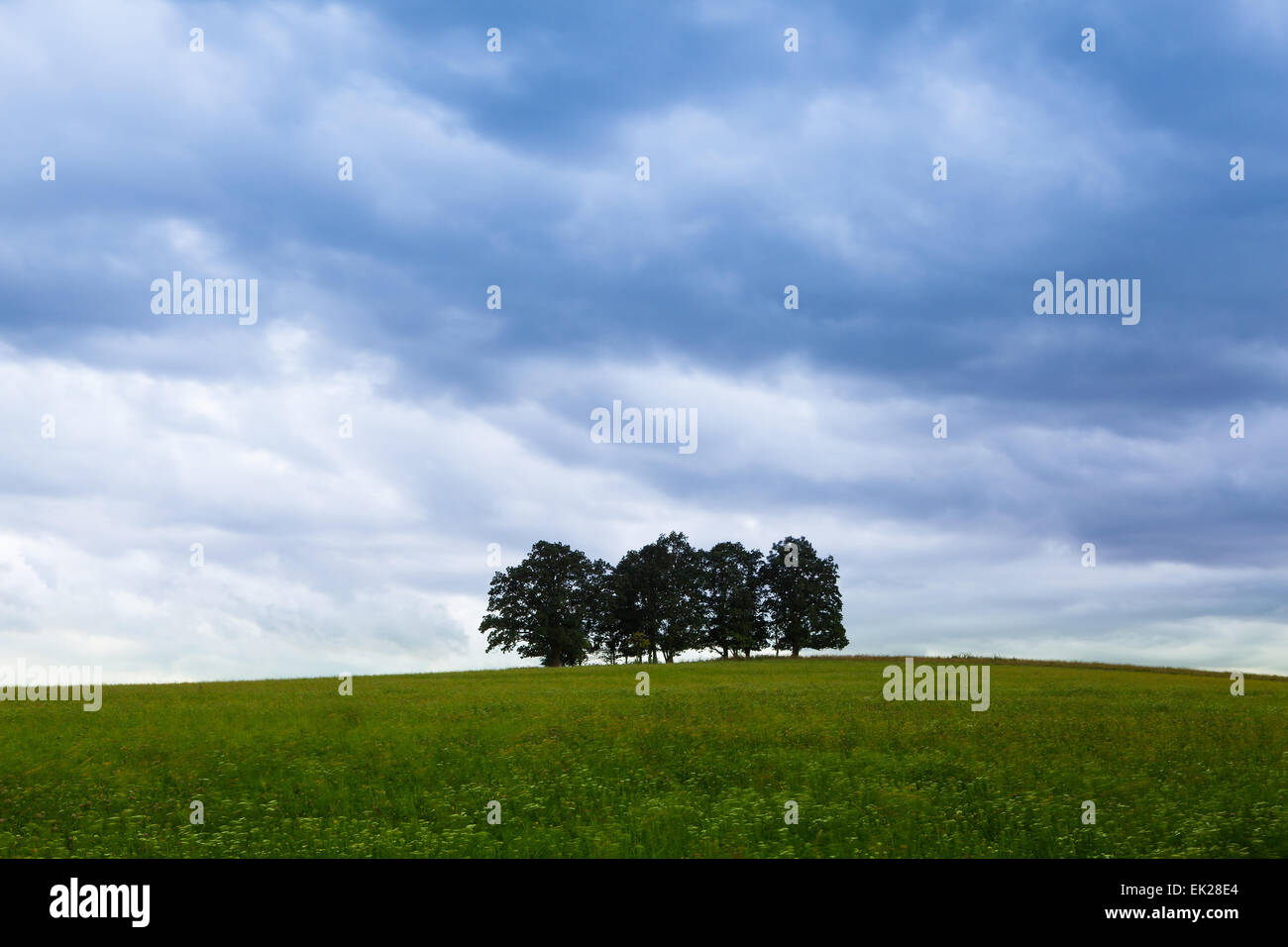 Island full of trees in the middle empty field Stock Photo - Alamy