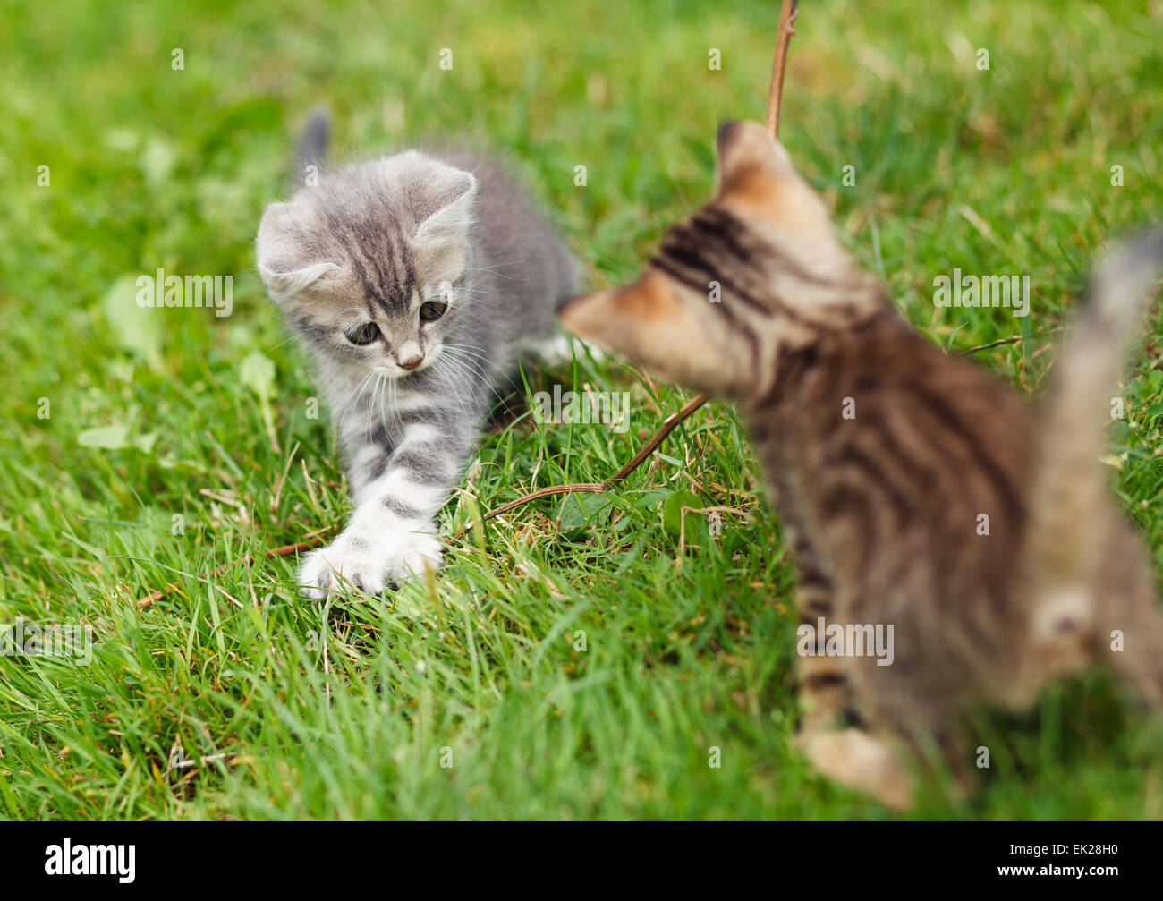 Kittens cute garden hi-res stock photography and images - Alamy