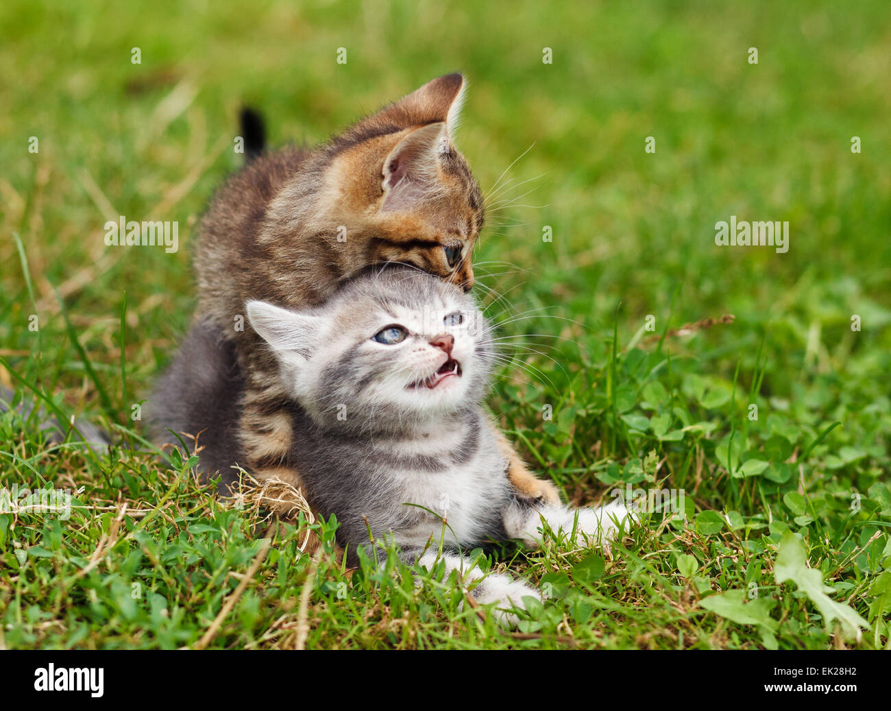 Kittens cute garden hi-res stock photography and images - Alamy