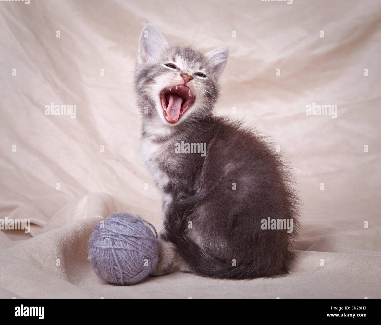 cute tabby kitten Stock Photo - Alamy