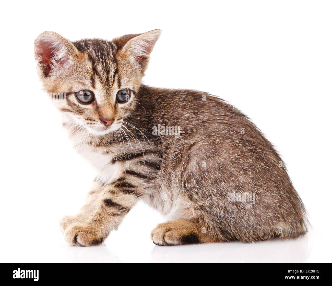 Pet backgrounds hi-res stock photography and images - Alamy