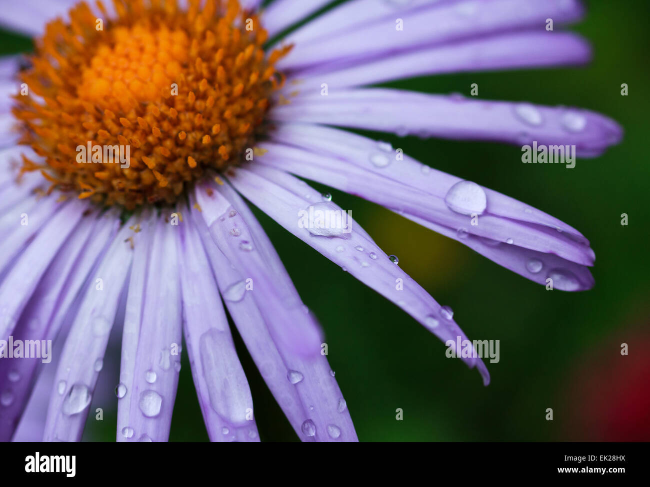 Daisy with dew hi-res stock photography and images - Alamy