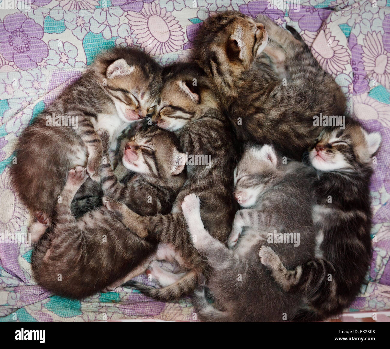 Sleepy animals hi-res stock photography and images - Alamy