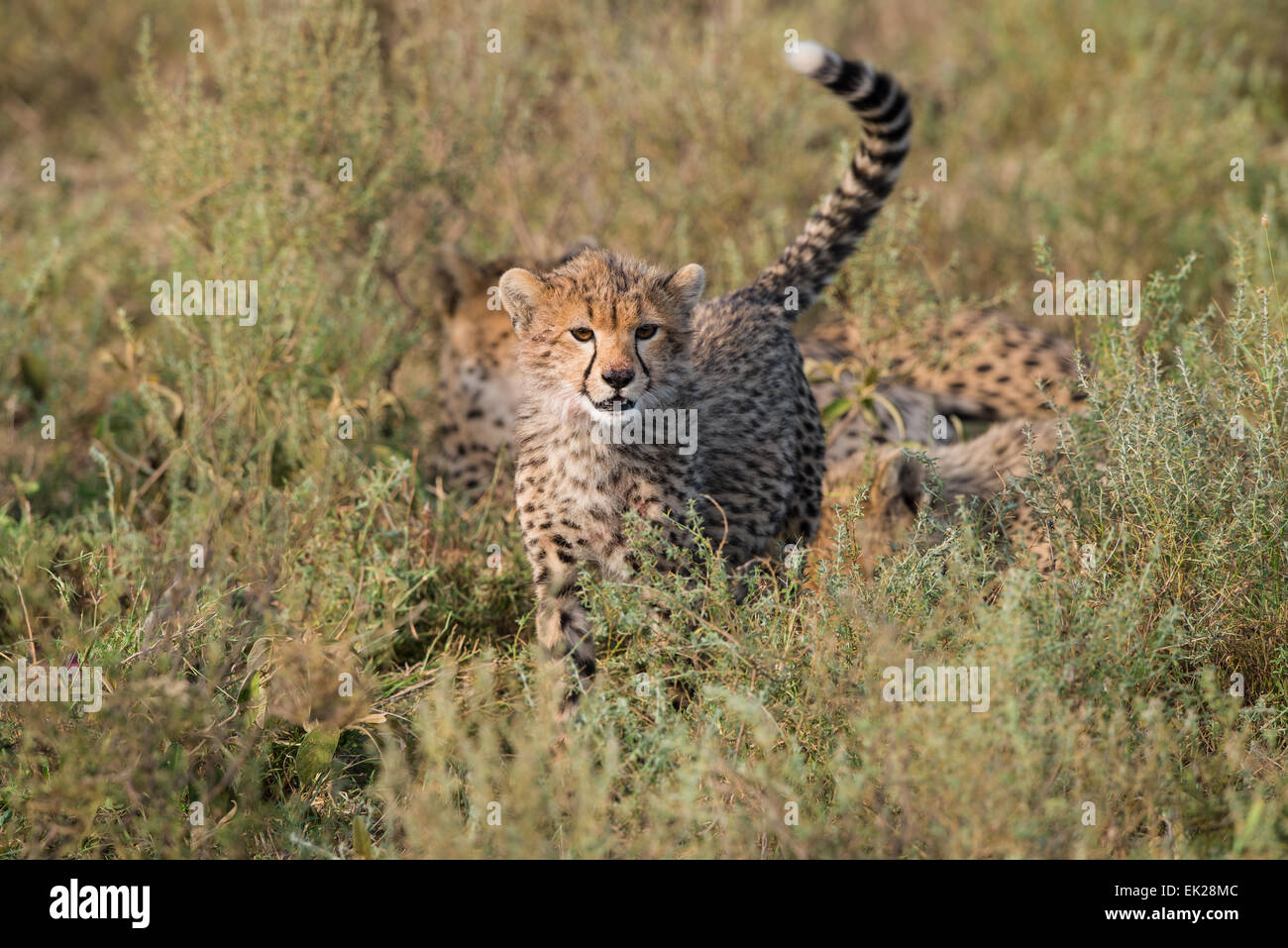 Cheetah cub in the brush, Tanzania Stock Photo - Alamy