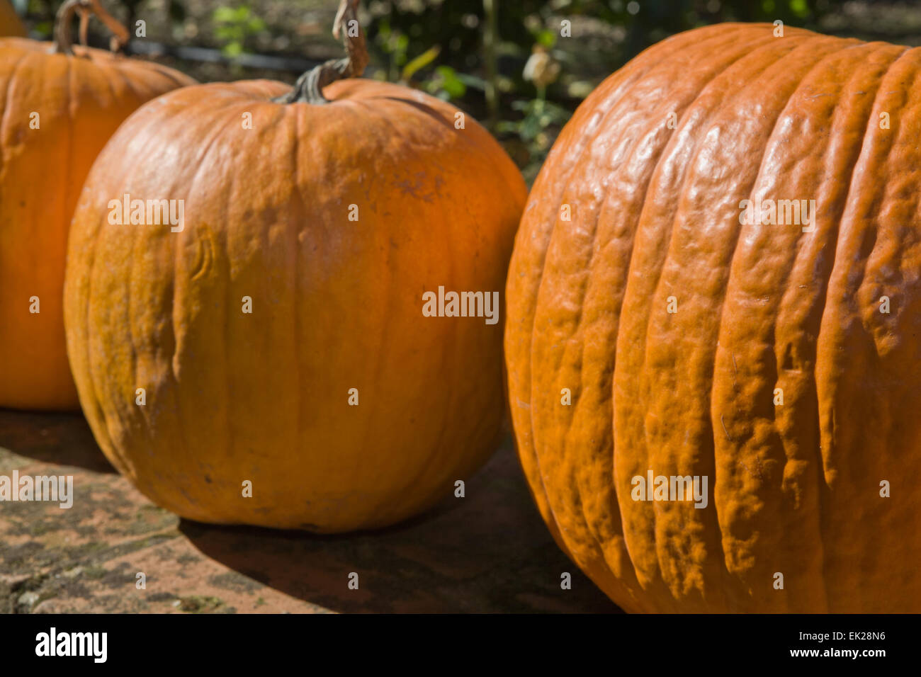 Big orange pumpkins sitting in the sun, Spain Stock Photo - Alamy