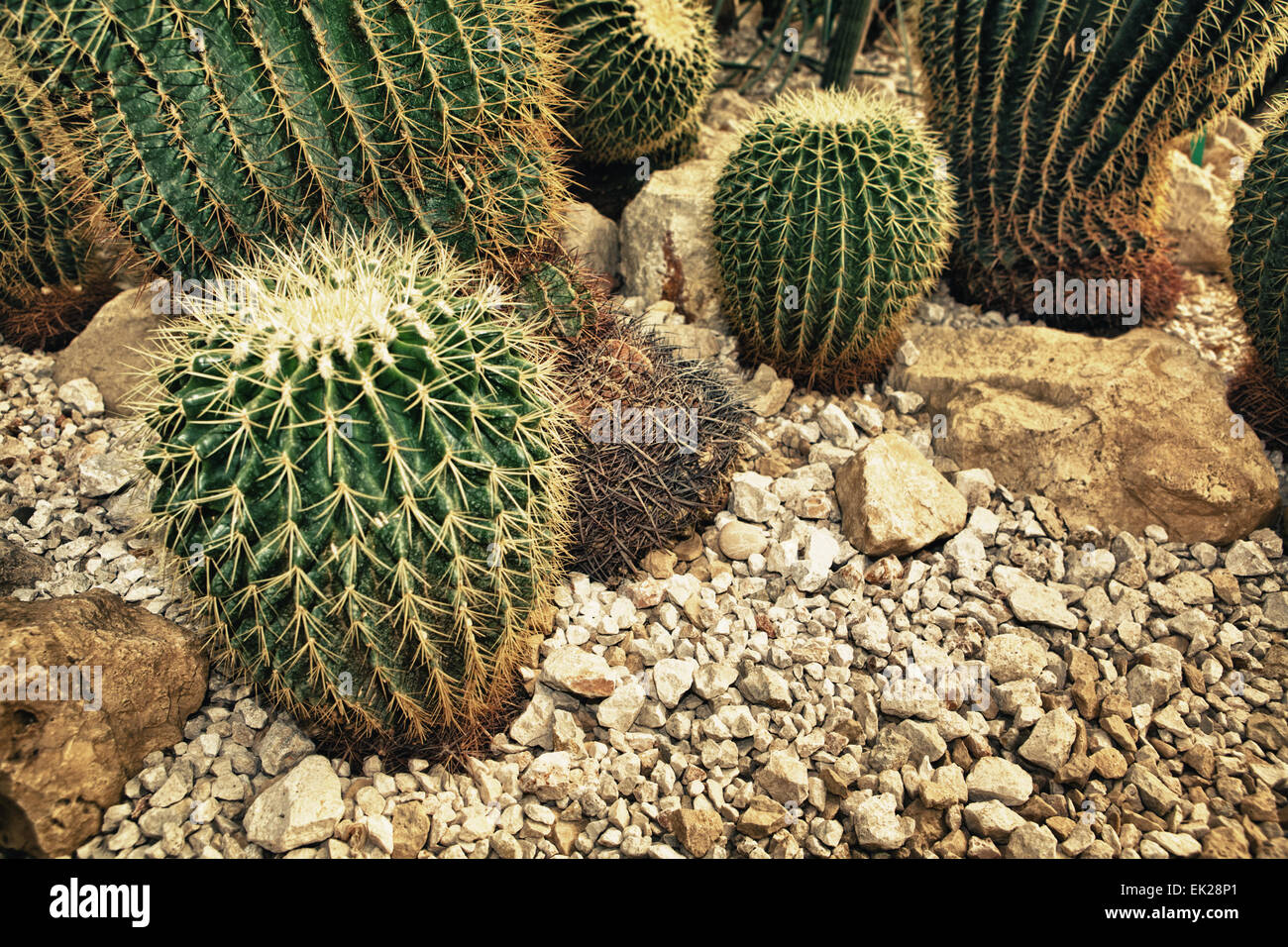 Detail of a cactus as seen in Southern America Stock Photo - Alamy