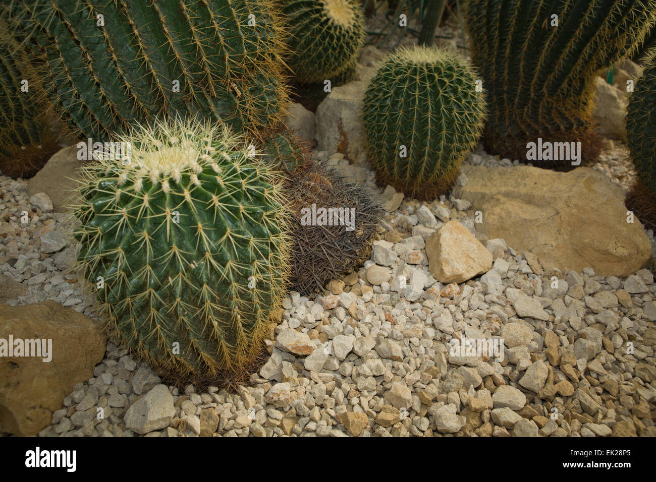 Detail of a cactus as seen in Southern America Stock Photo - Alamy