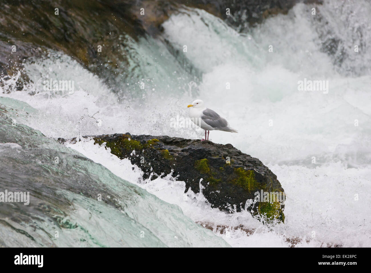 Seagull on a rock at Brooks Falls, Katmai National Park, Alaska, USA ...