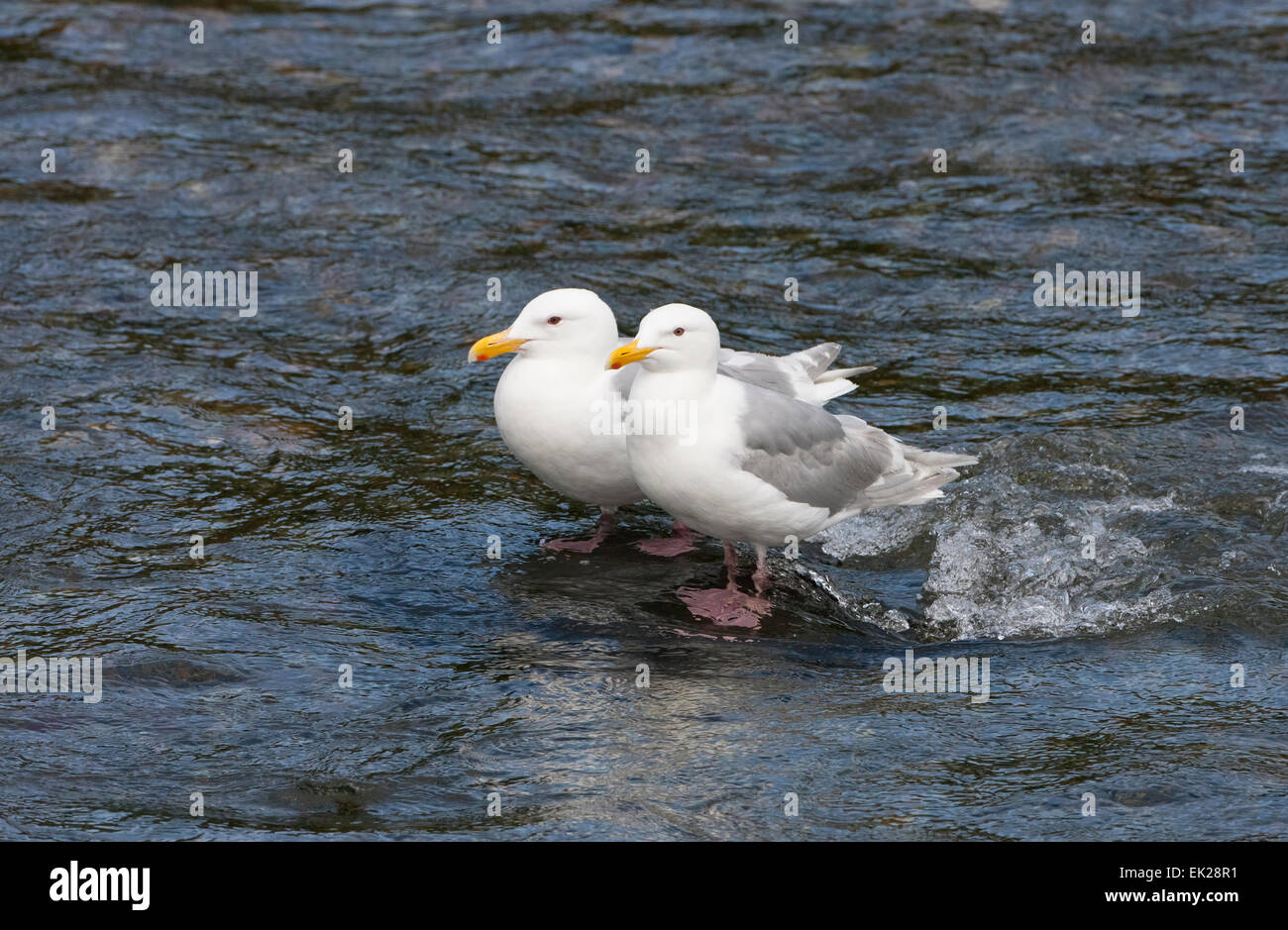 Two seagulls in Brooks River, Katmai National Park, Alaska, USA Stock Photo - Alamy