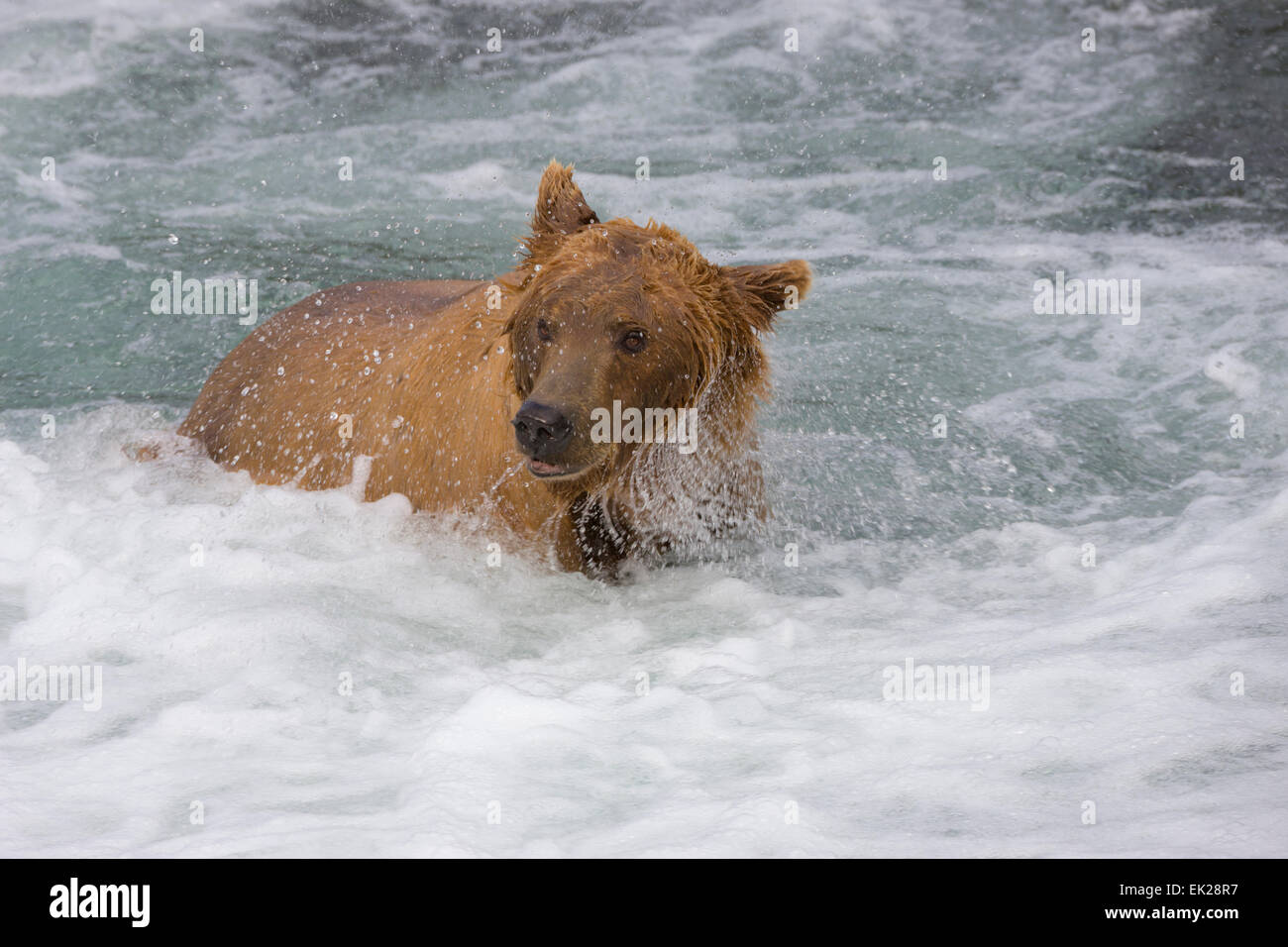 Brown Bear shaking off water at Brooks Falls, Katmai National Park ...