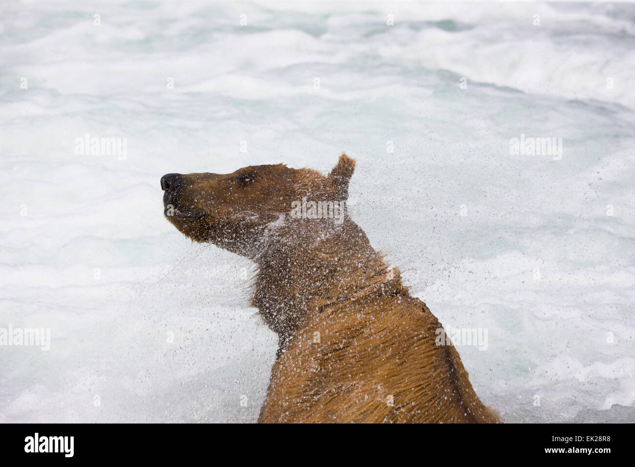 Brown Bear shaking off water at Brooks Falls, Katmai National Park ...
