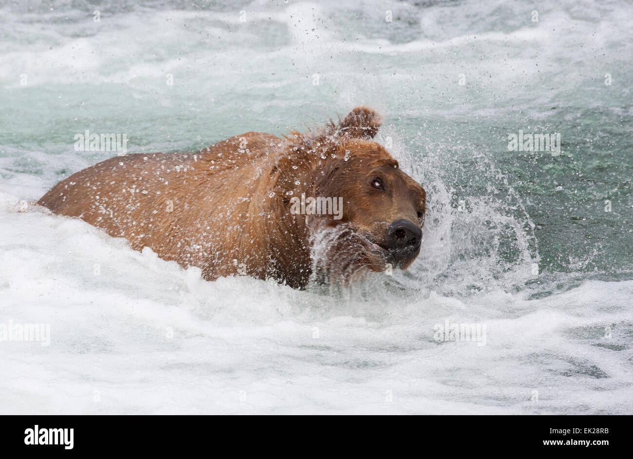 Brown Bear shaking off water at Brooks Falls, Katmai National Park ...