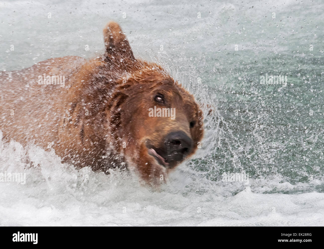 Brown Bear shaking off water at Brooks Falls, Katmai National Park ...