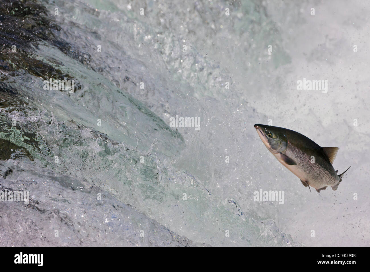 Salmon jumping over Brooks Falls, Katmai National Park, Alaska, USA ...
