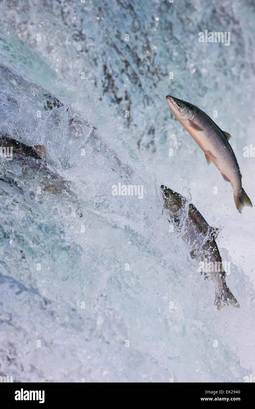 Salmon jumping hi-res stock photography and images - Alamy
