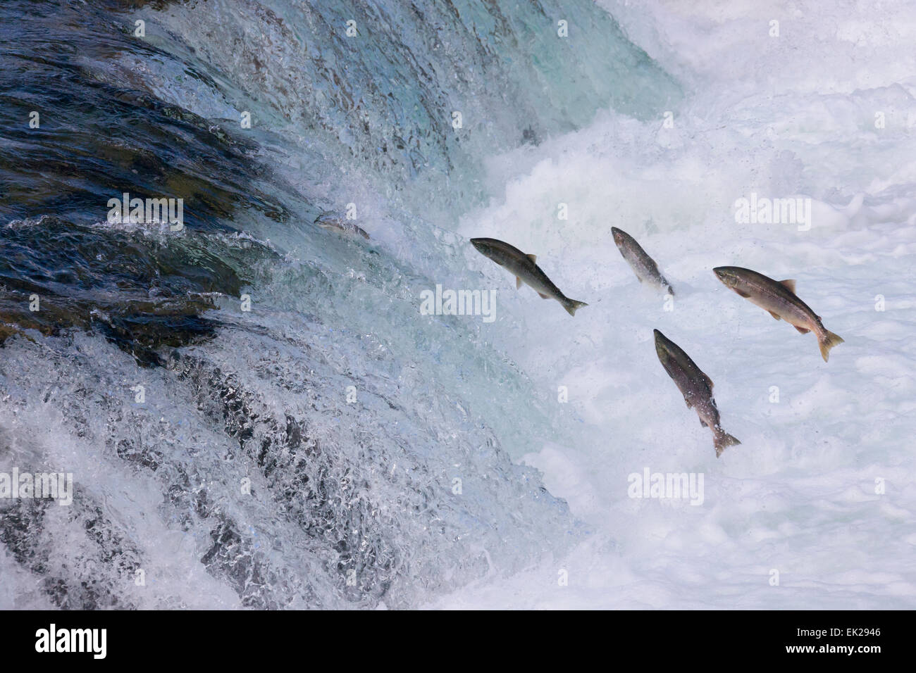 Salmon fish jumping hi-res stock photography and images - Alamy