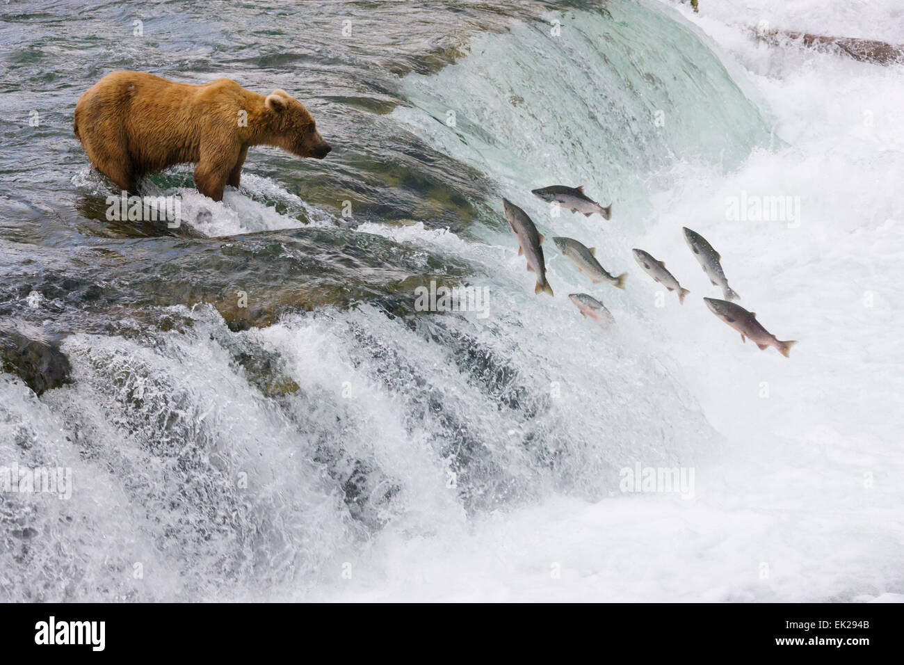 Juvenile Brown Bear catching salmon at the top of Brooks Falls, Katmai ...