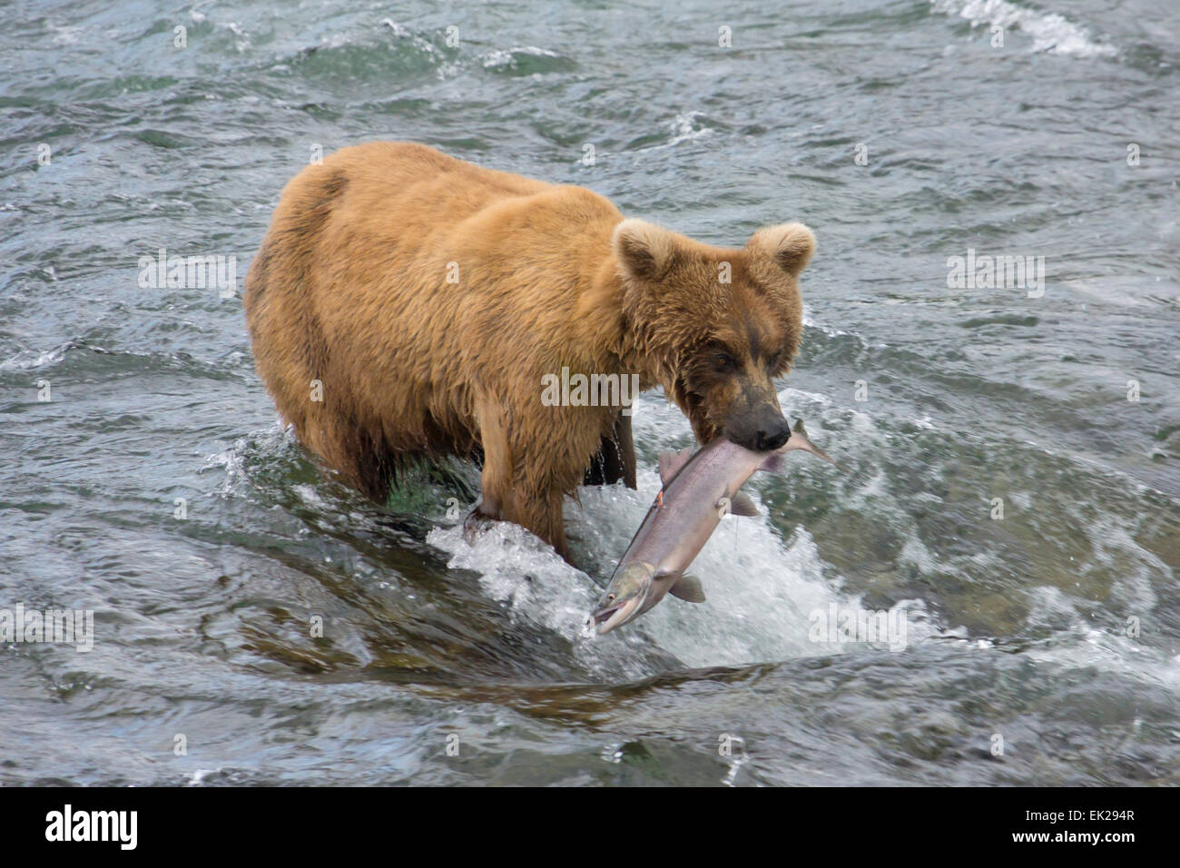 Bear eating fish hi-res stock photography and images - Alamy
