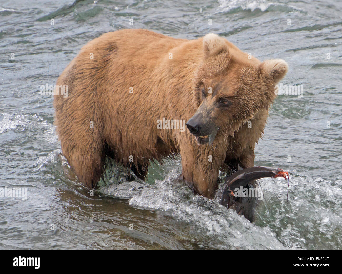 Brown Bear eating salmon at Brooks Falls, Katmai National Park, Alaska ...
