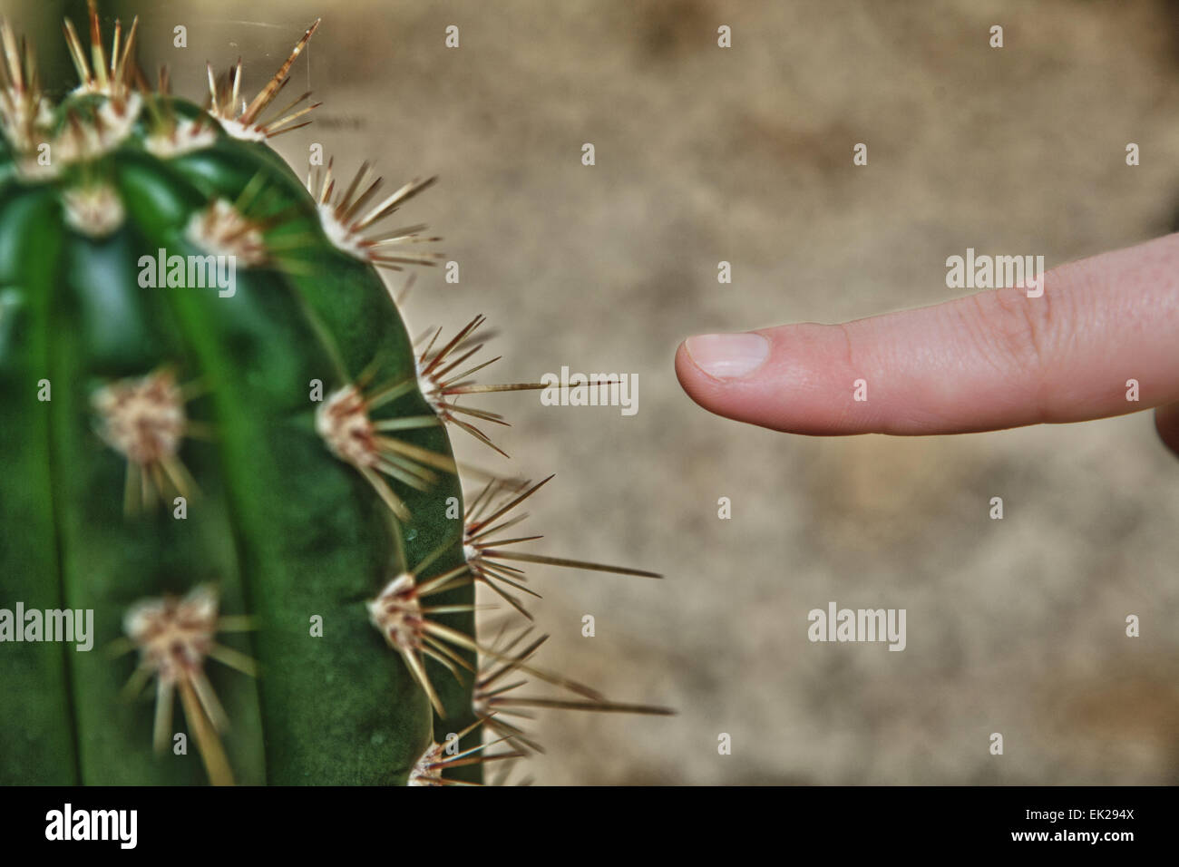 A finger about to get pricked by a cactus Stock Photo - Alamy