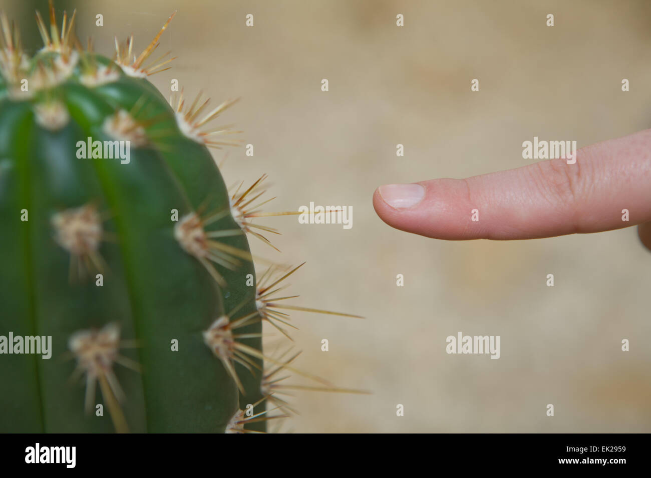 Finger cactus hi-res stock photography and images - Alamy