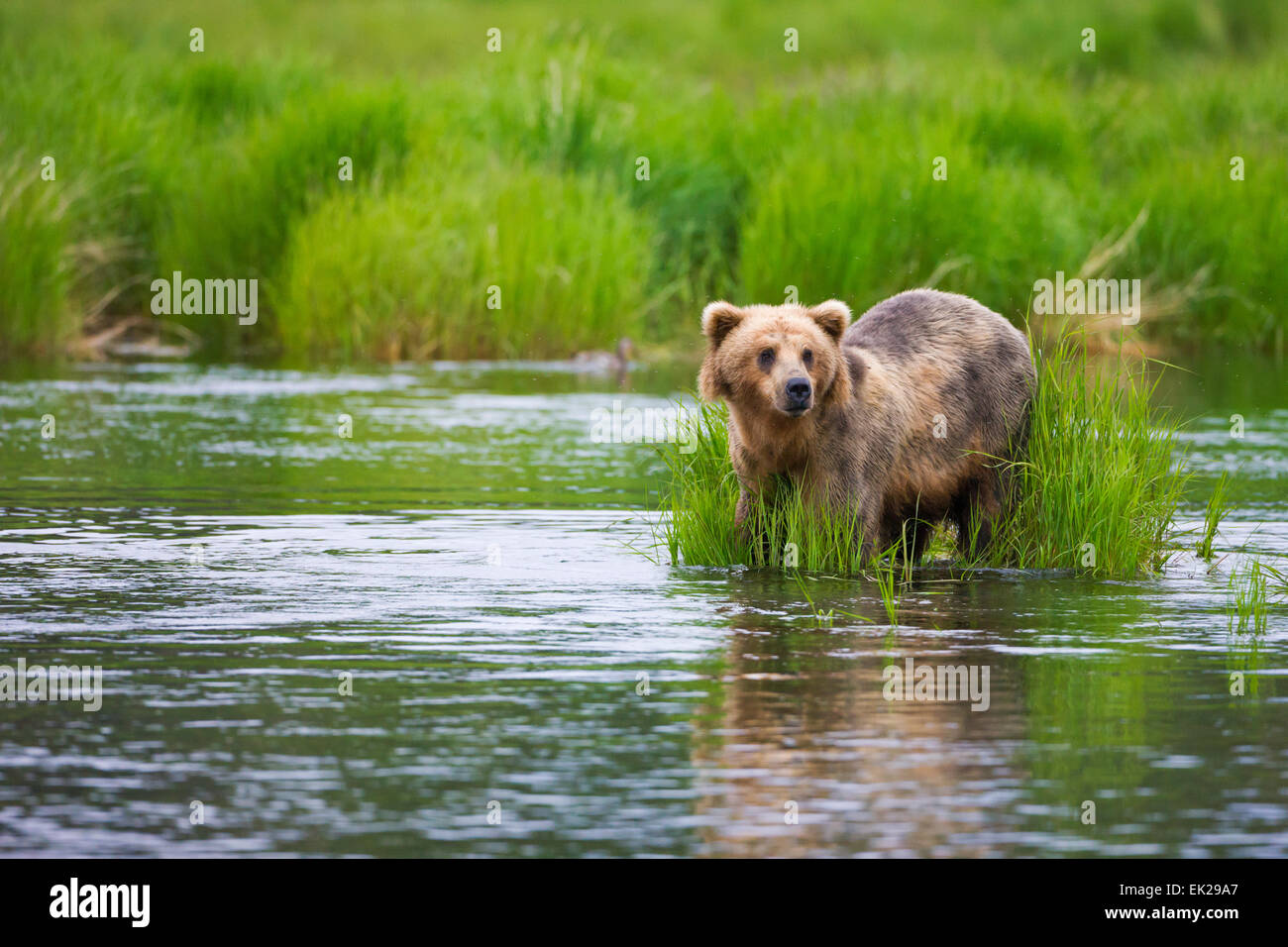 Brown Bear on Brooks River, Katmai National Park, Alaska, USA Stock ...