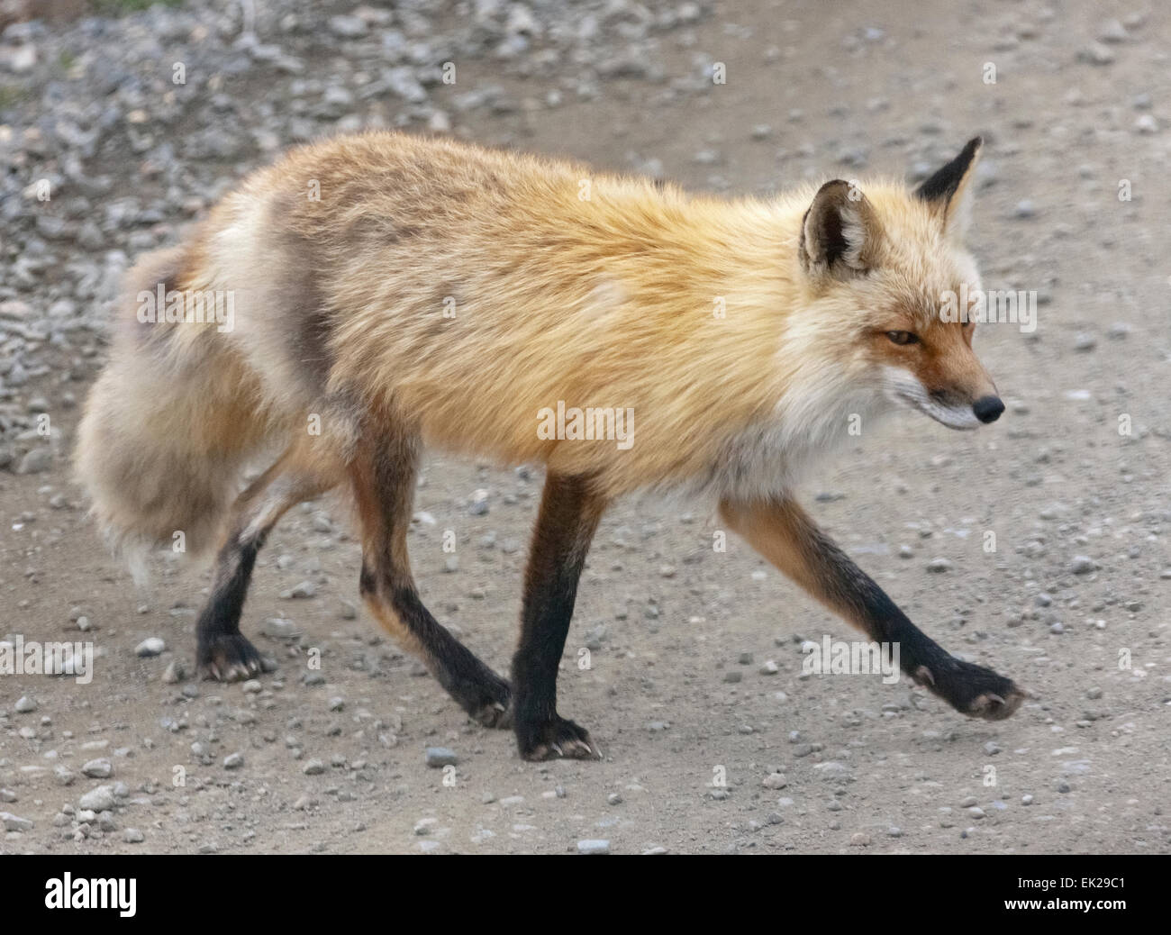 Alaska red fox hi-res stock photography and images - Alamy