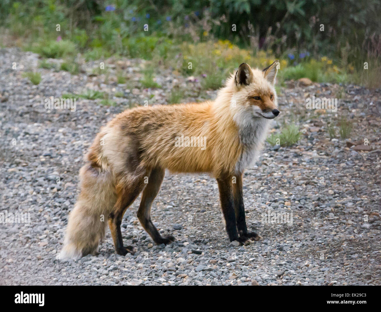 Red Fox (Vulpes vulpes), Denali National Park, Alaska, USA Stock Photo ...