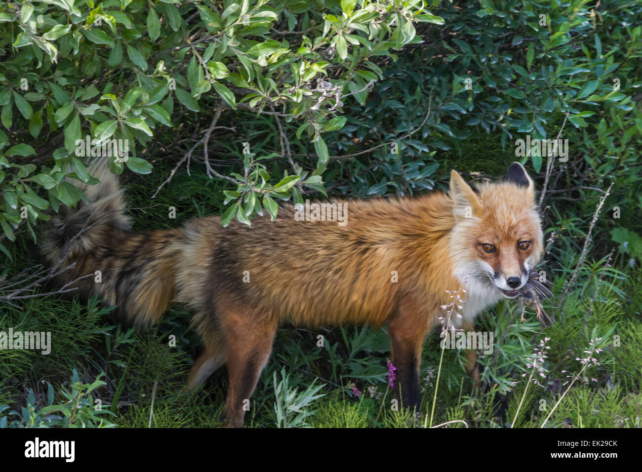 Red Fox (Vulpes vulpes) with a bird in its mouth, Denali National Park ...
